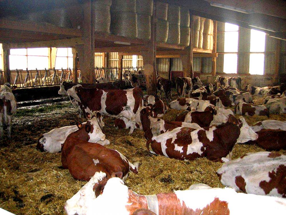 notre ferme | La grange Combaret - Bienvenue à la ferme de la Grange ...